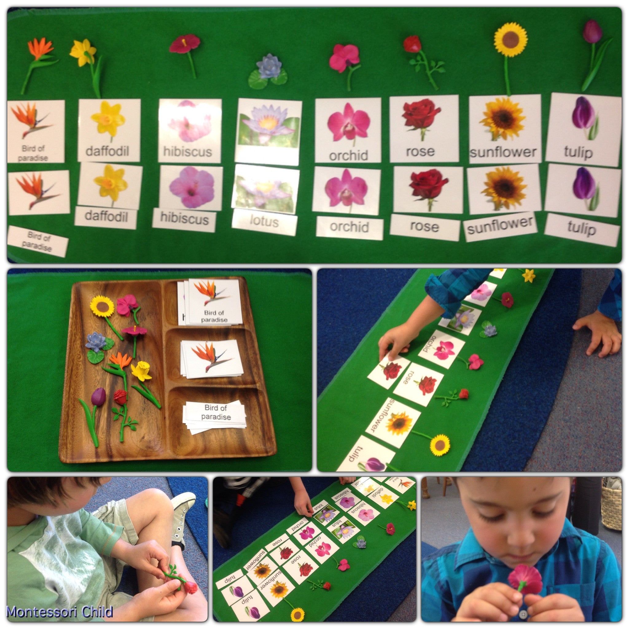 Flower Species Models & Cards | Montessori Child
