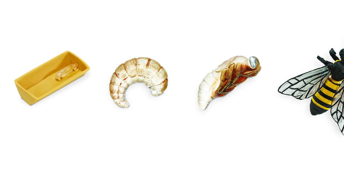 Bee Life Cycle Models & 3 Part Cards | Montessori Child