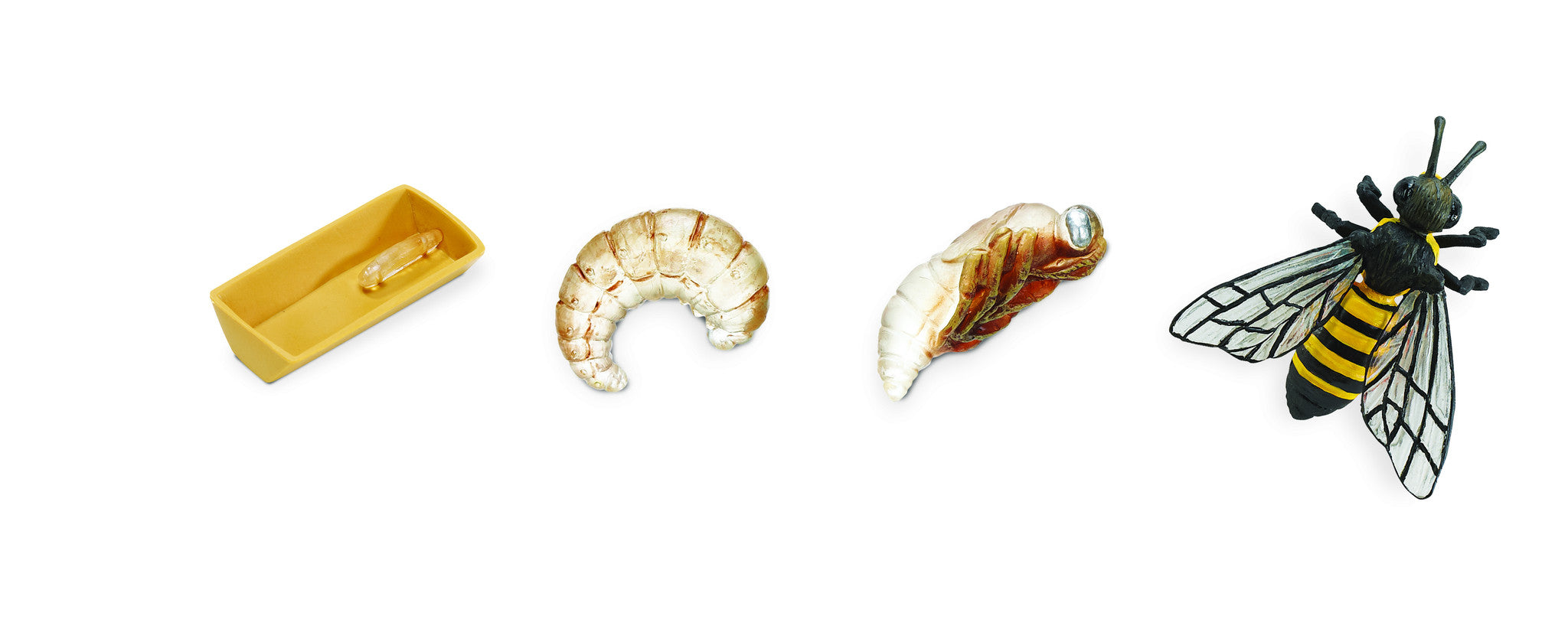 Bee Life Cycle Models & 3 Part Cards | Montessori Child