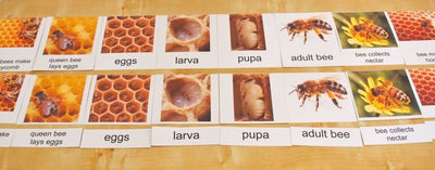 Bee Life Cycle Models & 3 Part Cards | Montessori Child