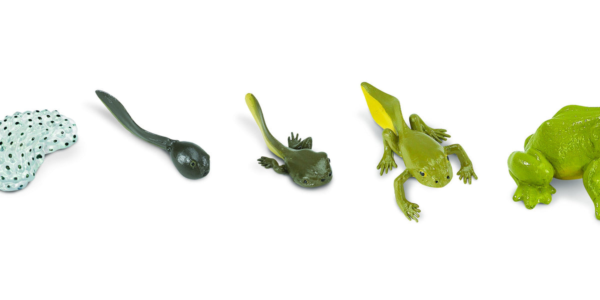 Frog Life Cycle Models & 3 Part Cards | Montessori Child