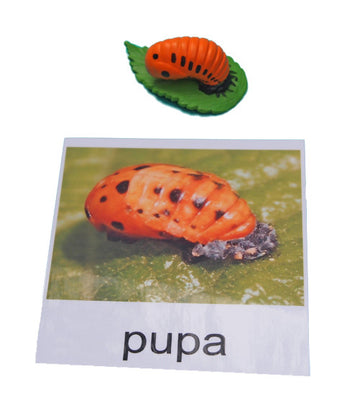 Ladybug Life Cycle Models & 3 Part Cards | Montessori Child