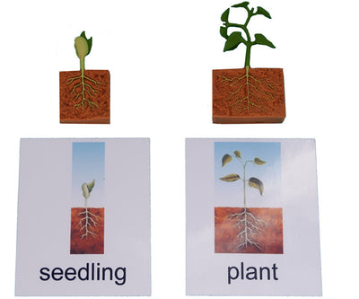 Bean Plant Life Cycle Models & PDF of 3 Part Cards | Montessori Child