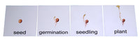 Bean Plant Life Cycle Models & PDF of 3 Part Cards | Montessori Child