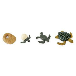 Sea Turtle Life Cycle Models & 3 Part Cards | Montessori Child