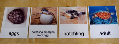 Sea Turtle Life Cycle Models & 3 Part Cards | Montessori Child