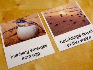 Sea Turtle Life Cycle Models & 3 Part Cards | Montessori Child