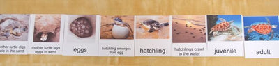 Sea Turtle Life Cycle Models & 3 Part Cards | Montessori Child